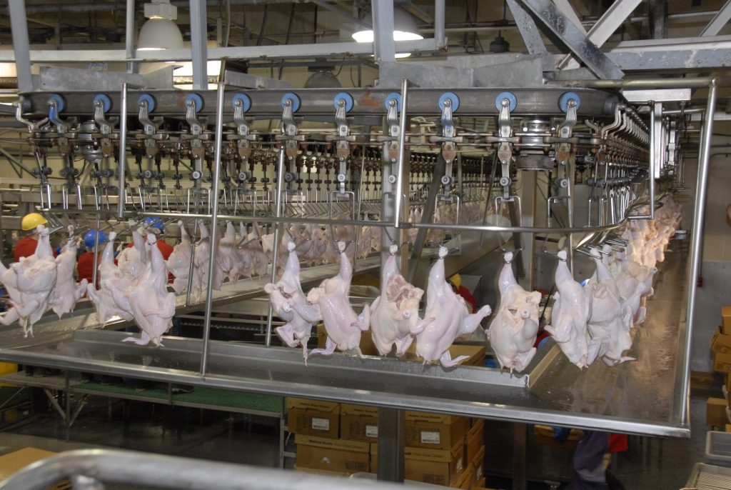 Poultry Processing Equipment – Thermokooll Refrigeration Systems